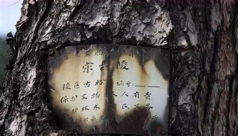 南宋亡國後帝陵被洗劫一空意外發現了隱藏了100多年的秘密 每日頭條