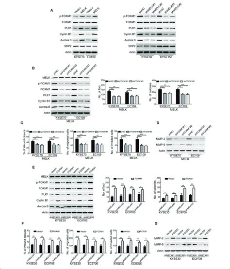 Melk Promotes The Growth Migration And Invasion Through Activation