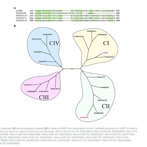 Gene Expression Pattern And Subcellular Localization Of Ntbhlh A