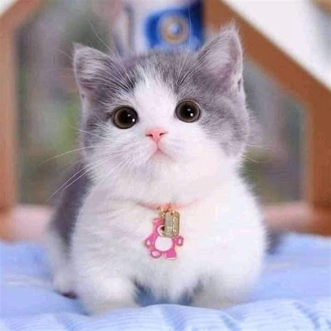 Kumpulan Foto Kucing Lucu Terkece Imut Dan Terlengkap Blog Pengajar Tekno