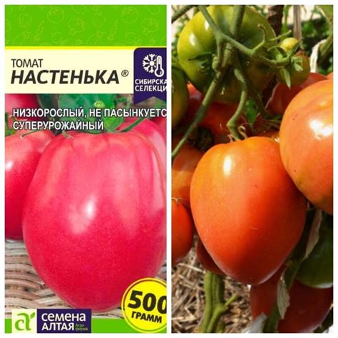 Томат «Настенька характеристика сорта урожайность и вкусовые качества Идеальный огород Дзен