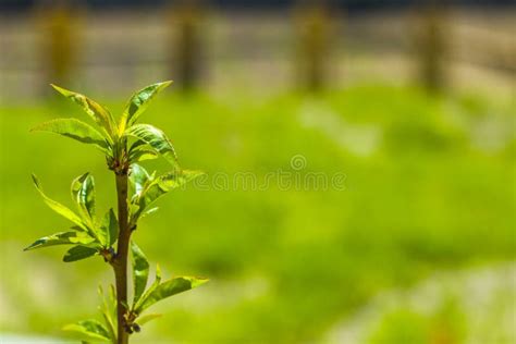 Peach Seedling Grows On Green Background Stock Image Image Of Grows