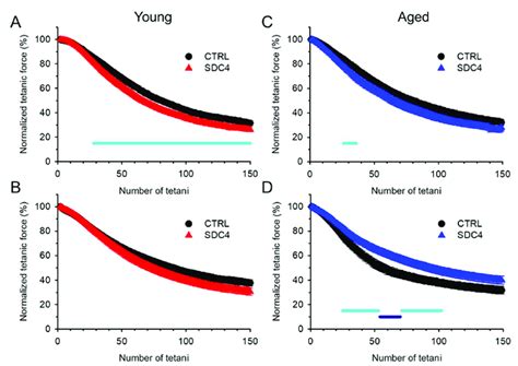 Ex Vivo Fatigue Of Edl Ac And Sol Bd Muscles From Young Ab And