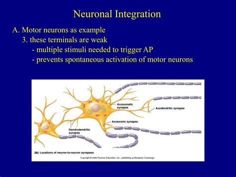 Ppt Synapses Powerpoint Presentation Free Download Id 3108271