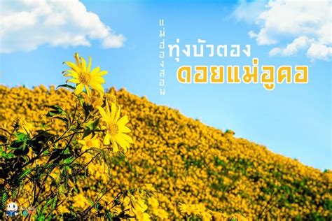 [the Travelroute] เตรียมต้อนรับฤดูที่เบ่งบานของดอกบัวตอง บานสะพรั่งทั่ว