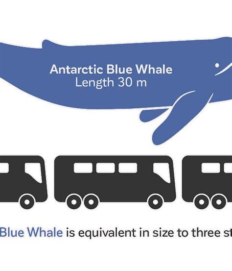Antarctic Krill Blue Whales And The Power Of Poo Australian