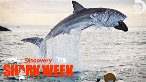 The Highest Great White Breach Ever Recorded Shark Week Discovery