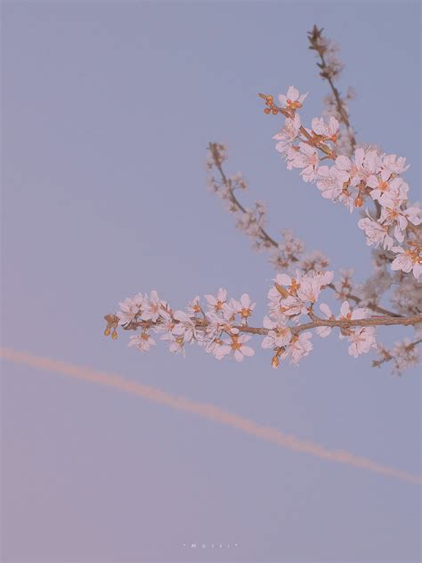 花在暮色中苏醒 摄影 森川morii 高清图片堆糖美图壁纸兴趣社区