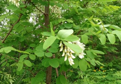 아까시나무와 족제비싸리 지식in