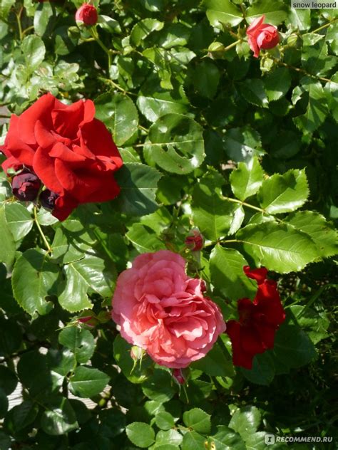 Роза плетистая крупноцветковая Розариум Ютерзен (Large-Flowered Climber ...