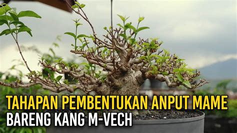 Pembentukan Dan Pemrograman Bonsai Anting Putri Mame Youtube