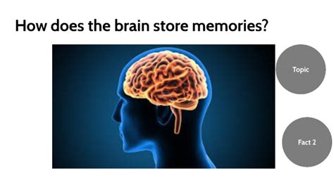 How Does The Brain Store Memories By Denzel Paz On Prezi