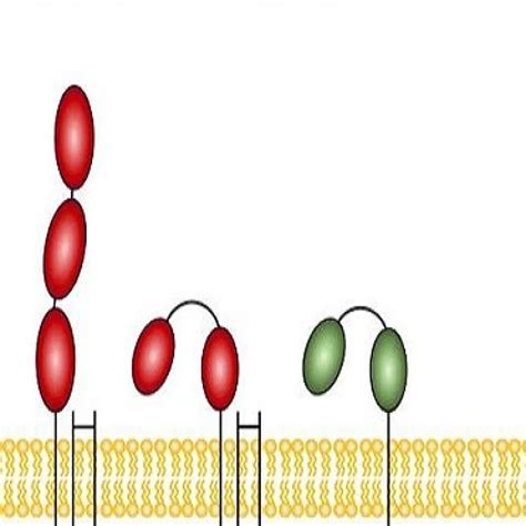 Fc Receptors University Of Southampton