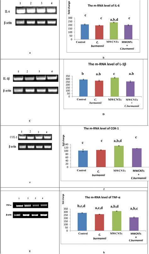 Effect Of Aqueous C Burmannii Extract On Liver Il 6 Il 1b Cox 1 And Download Scientific
