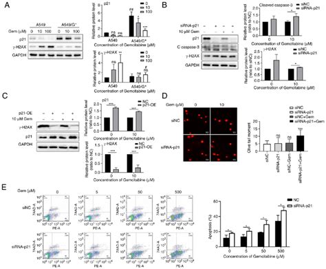 Knockdown Of P21 Expression Results In Accumulation Of Unrepaired DSBs