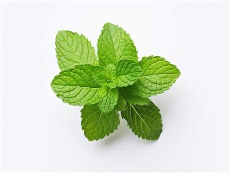 Premium Ai Image Minty Fresh