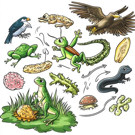 Food Chain Diagram With Green Grasshopper Premium Ai Generated Image