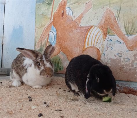 Rabbit Leo Duplo And Luna Gut