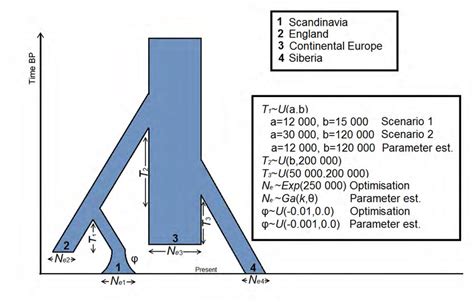 Fig S1 Bayesian Coalescent Simulation Methodology A Schematic