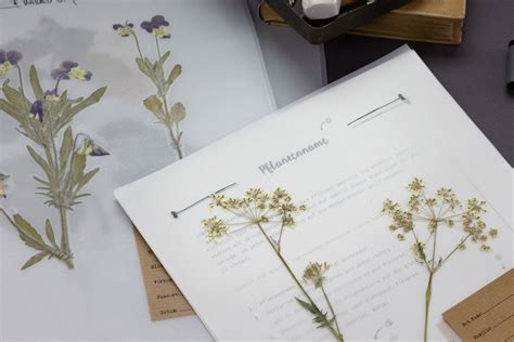 Herbarium Vorlagen Schritt für Schritt ein Herbarium anlegen