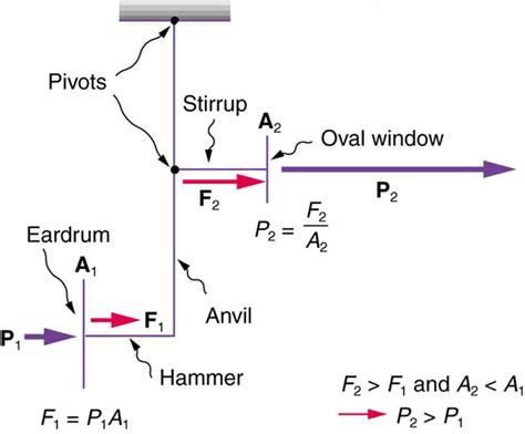 Hearing Physics