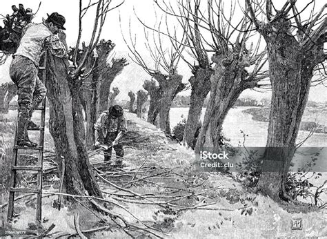 Willow Pollarding Stock Illustration Download Image Now Willow Tree