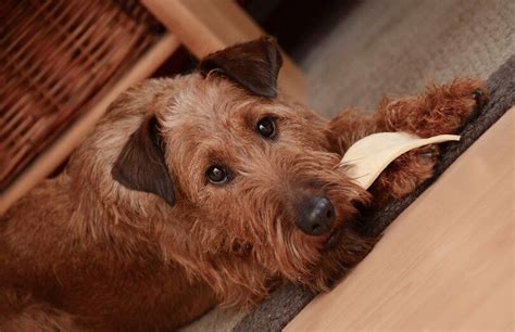 How To Mentally Stimulate Your Dog Dog Training Me