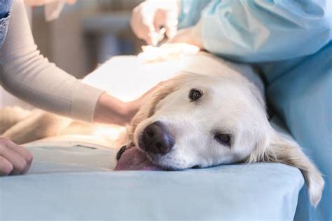 Cuál es la mejor edad para castrar a un perro