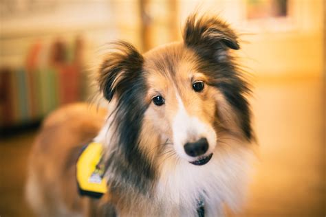 The Importance Of Pets In Our Lives Transitions LifeCare