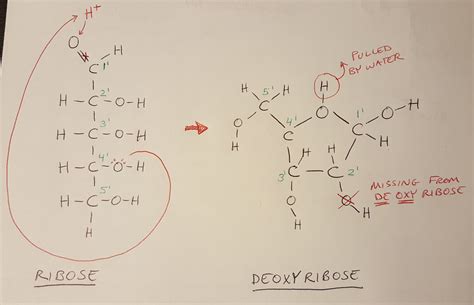 Ribose And Deoxyribose Structure