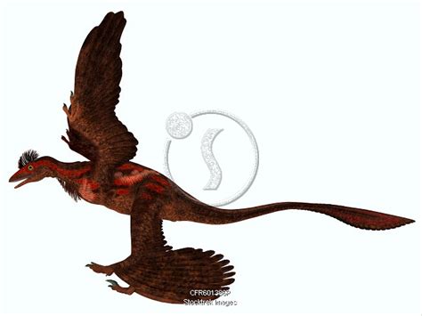 Microraptor Side Profile Stocktrek Images