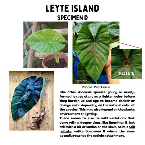 Alocasia Clypeolata — Aroidpedia