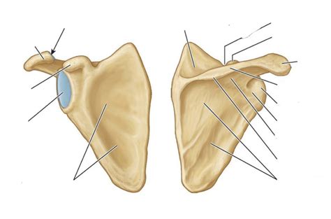 Msk Ii Scapula Bone Identification Diagram Quizlet