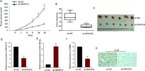 Snhg16 Regulated The Proliferation Of Escc Cells In Vivo A C The