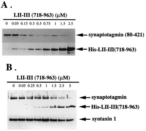 Displacement Of Synaptotagmin Binding To Syntaxin By The Synprint