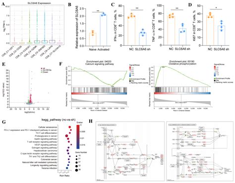 百趣代谢组学 牛磺酸通过增强cd8t细胞的功能从而增强抗肿瘤免疫力 知乎