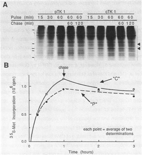 Incorporation Of 35s Met Into Total Soluble Protein In Prolierating