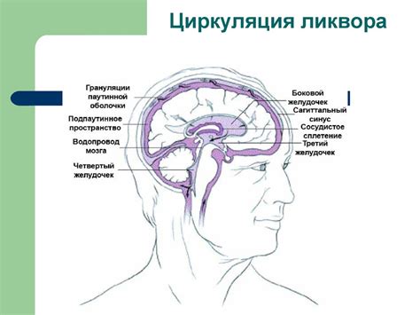 Анатомия ЦНС Желудочки мозга Спинномозговая жидкость Оболочки мозга