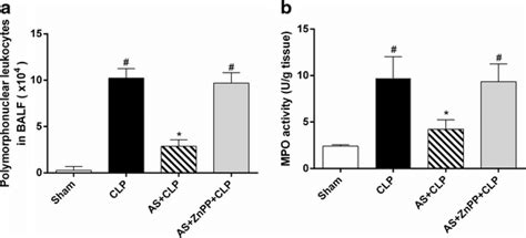 Effect Of As On Neutrophil Infiltration In Lung Tissue Download Scientific Diagram