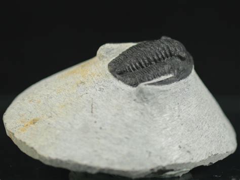Trylobit Ang Trilobite Kamor Minerały I Skamieniałości