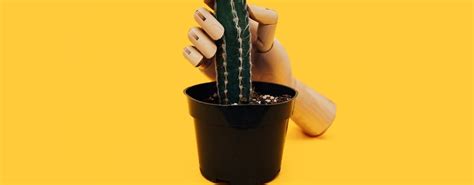 Cowgirl Position Idiom Meaning And Origin The Village Idiom