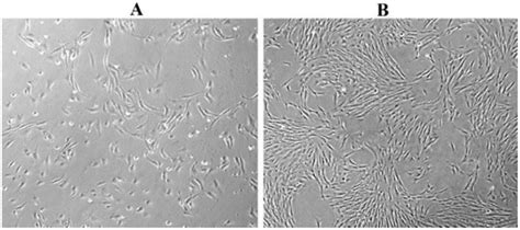 A Directional Differentiation Induction Method Of Human Embryonic Stem