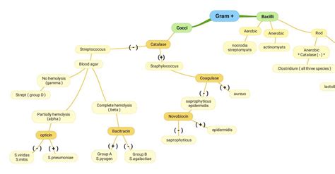 Classification Of Bacteria Microbiology Pdf Docdroid