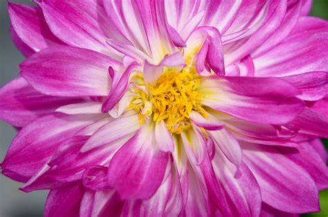 꽃 공장 달리아 핑크색 및 Pixabay의 무료 사진 Pixabay
