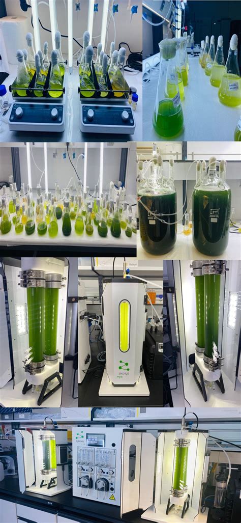 Microalgae Sustainability Biotechnology Environmentalscience