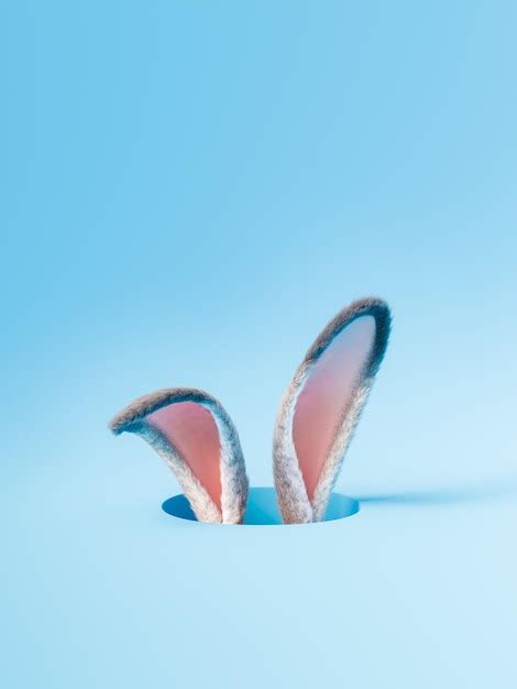 Premium Photo Bunny Ears Emerging From A Hole On A Bright Blue Background