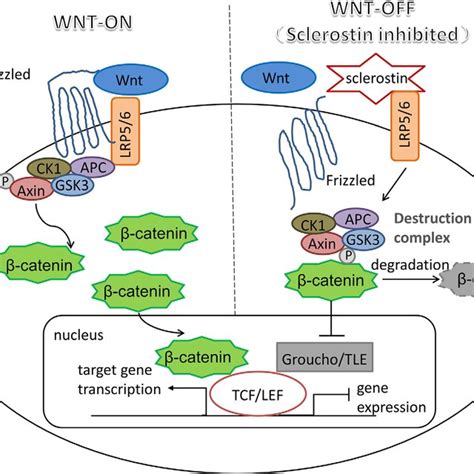 Sclerostin An Inhibitor Of Canonical Wnt Signaling Pathway