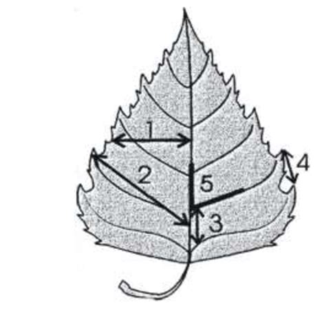 Diagram Of Morphological Features Of A White Birch Leaf Betula Pendula