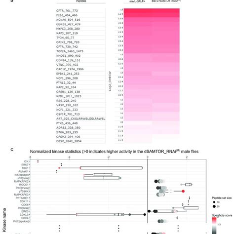 Active Kinome Analysis Of Dsamtor Targeted D Melanogaster Brains A
