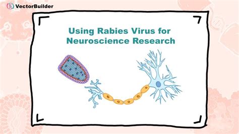 Understanding Neural Networks Is Now Easier Than Ever With Our Recombinant Rabies Virus Rabv